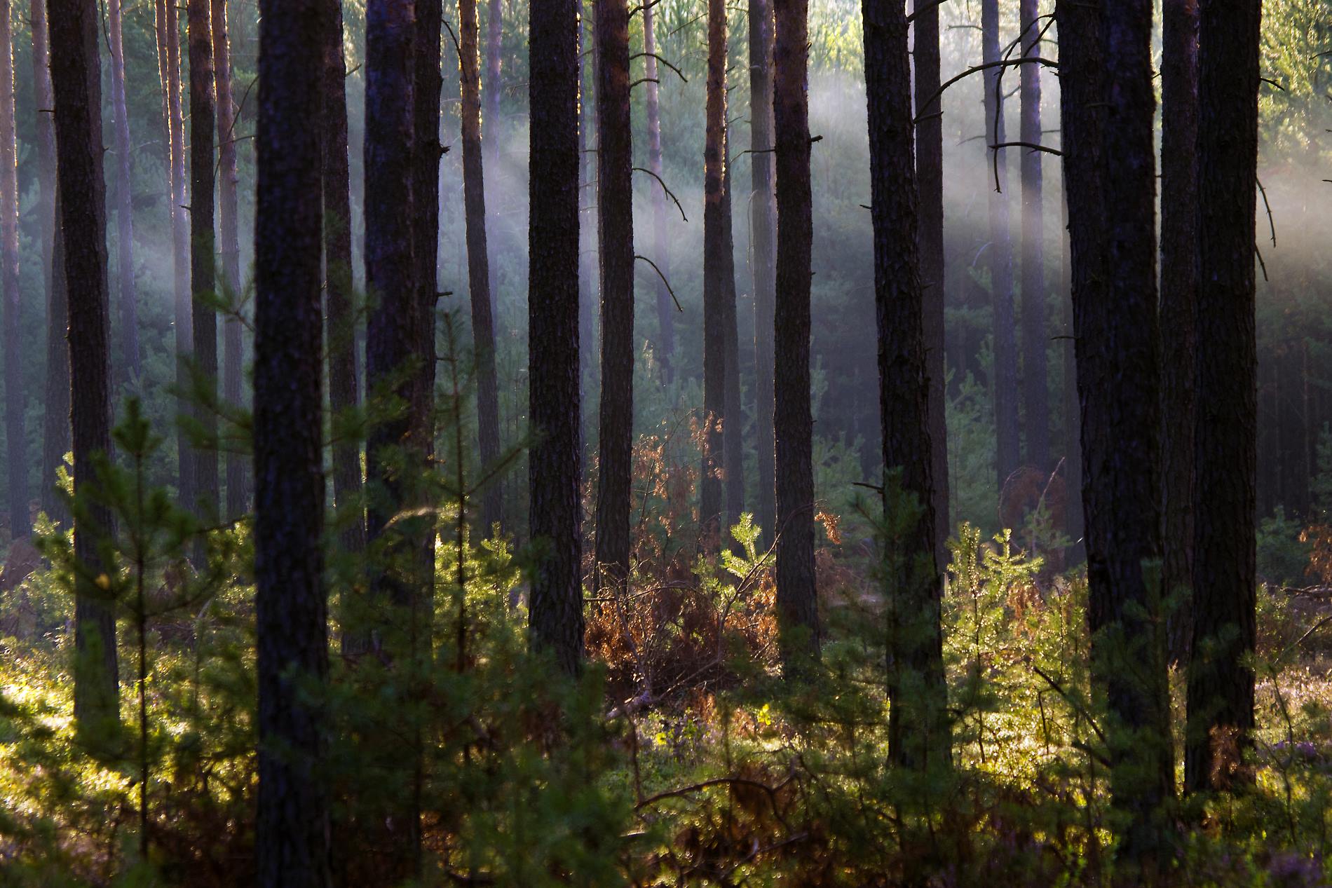 The Lower Silesian Wilderness - biggest forest complex in western Poland